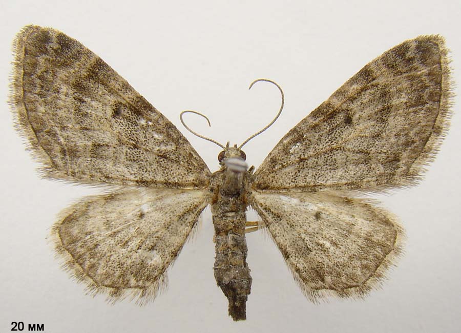 Eupithecia subfuscata
